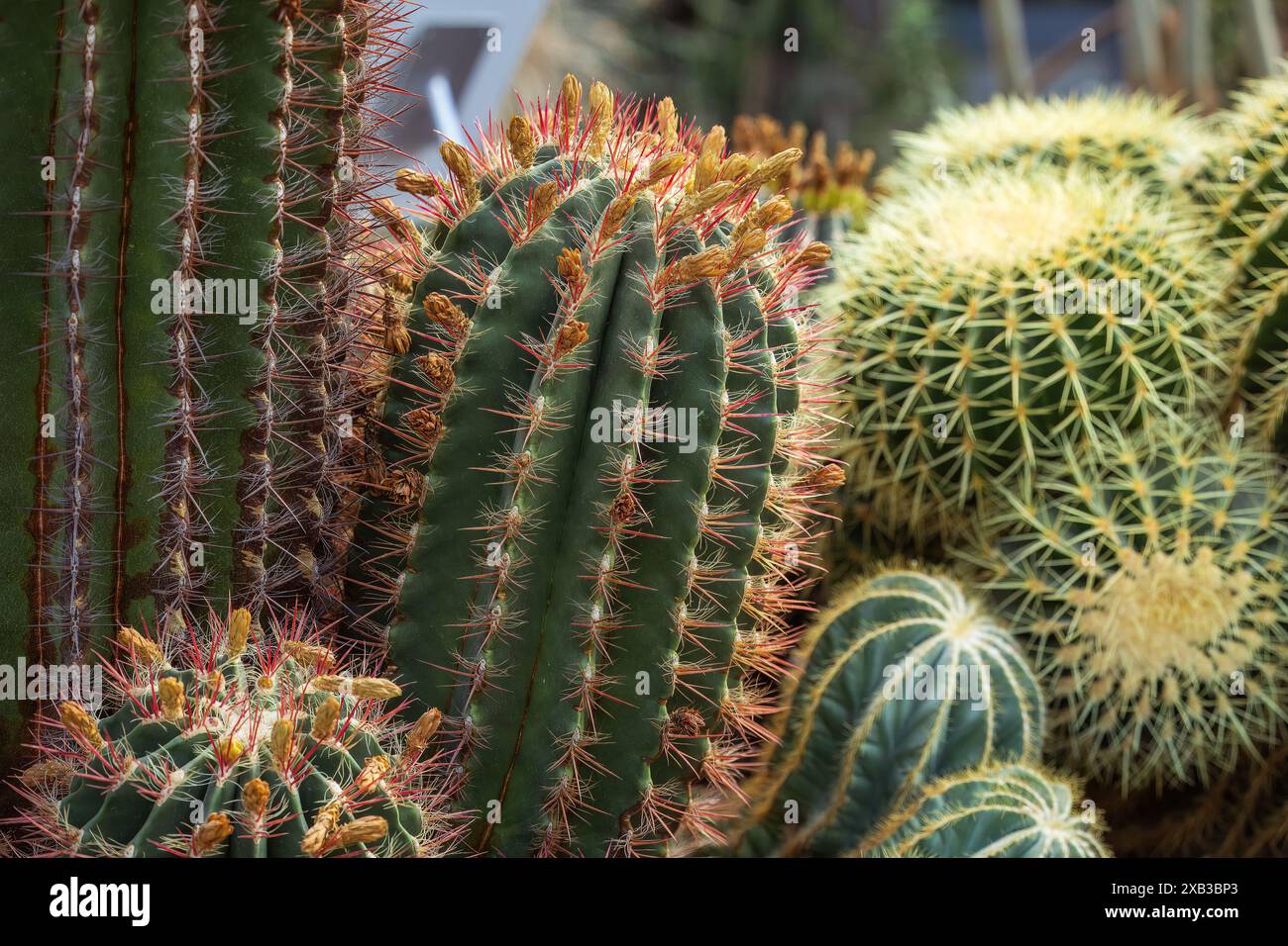 Tropical desert landscape cactus plants hi-res stock photography and ...