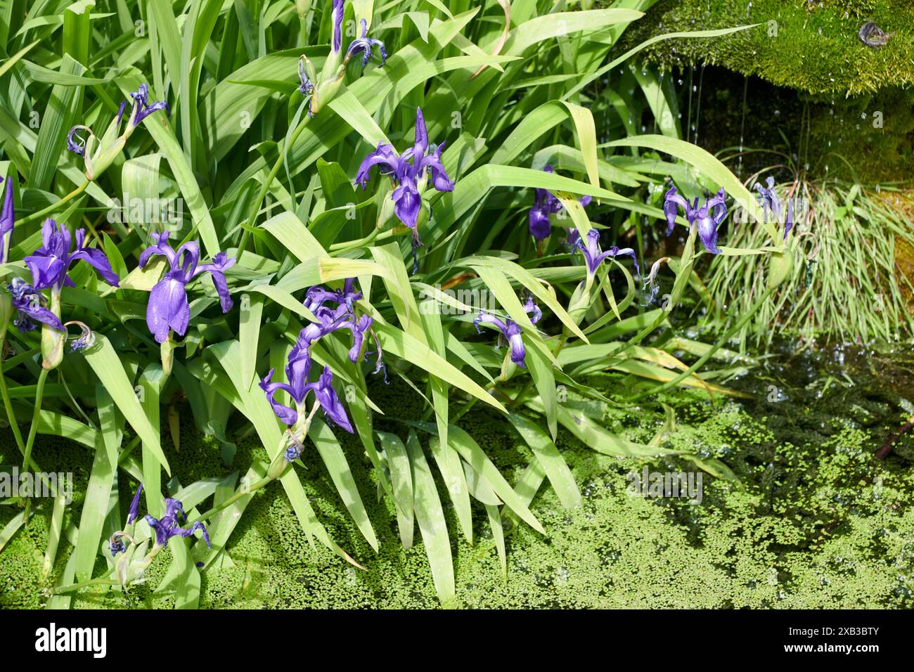 Purple iris ( Iris sibirica) flowers blooming by a pond with floating ...