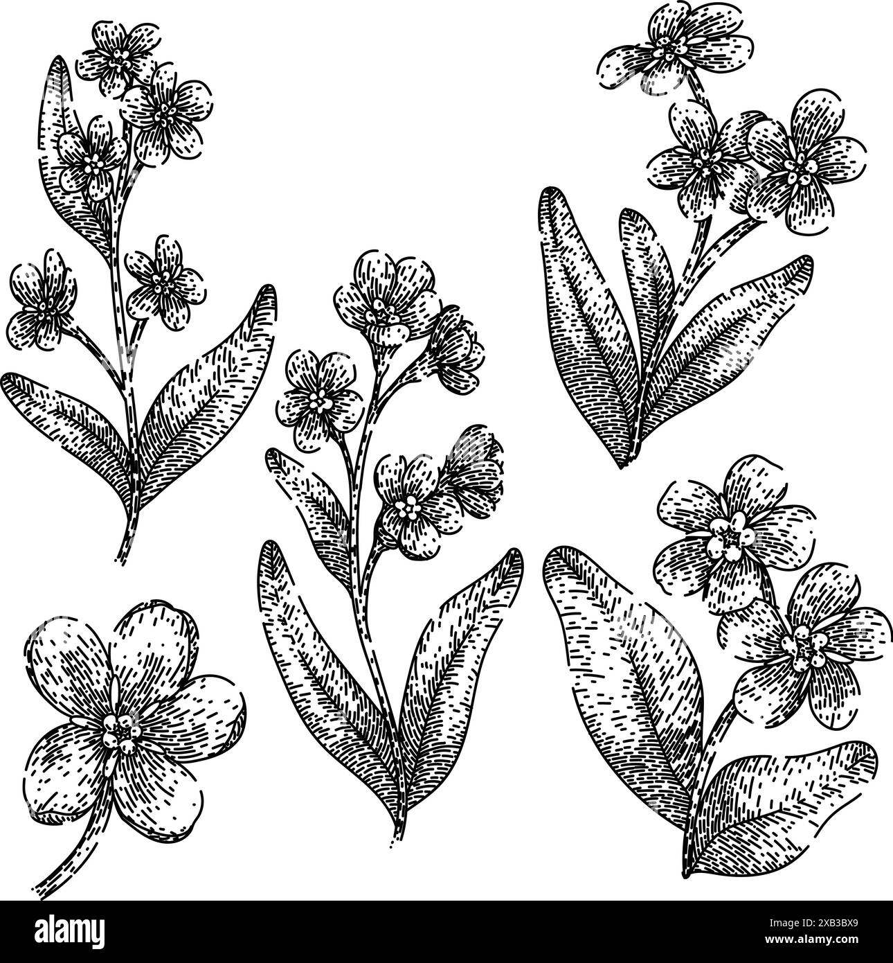 forget me not set sketch hand drawn vector Stock Vector Image & Art - Alamy