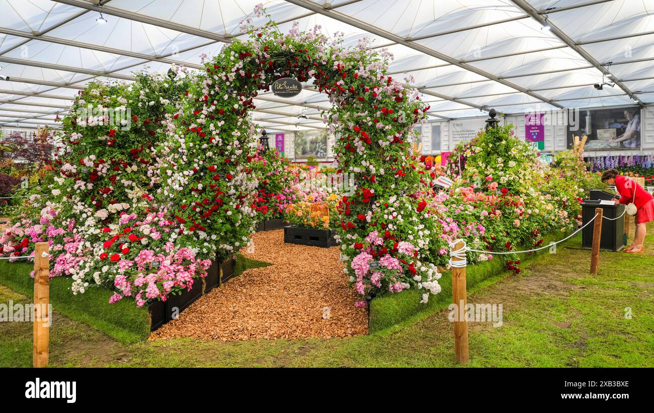 The Peter Beales Roses booth, Great Pavilion at RHS Chelsea Flower Show ...