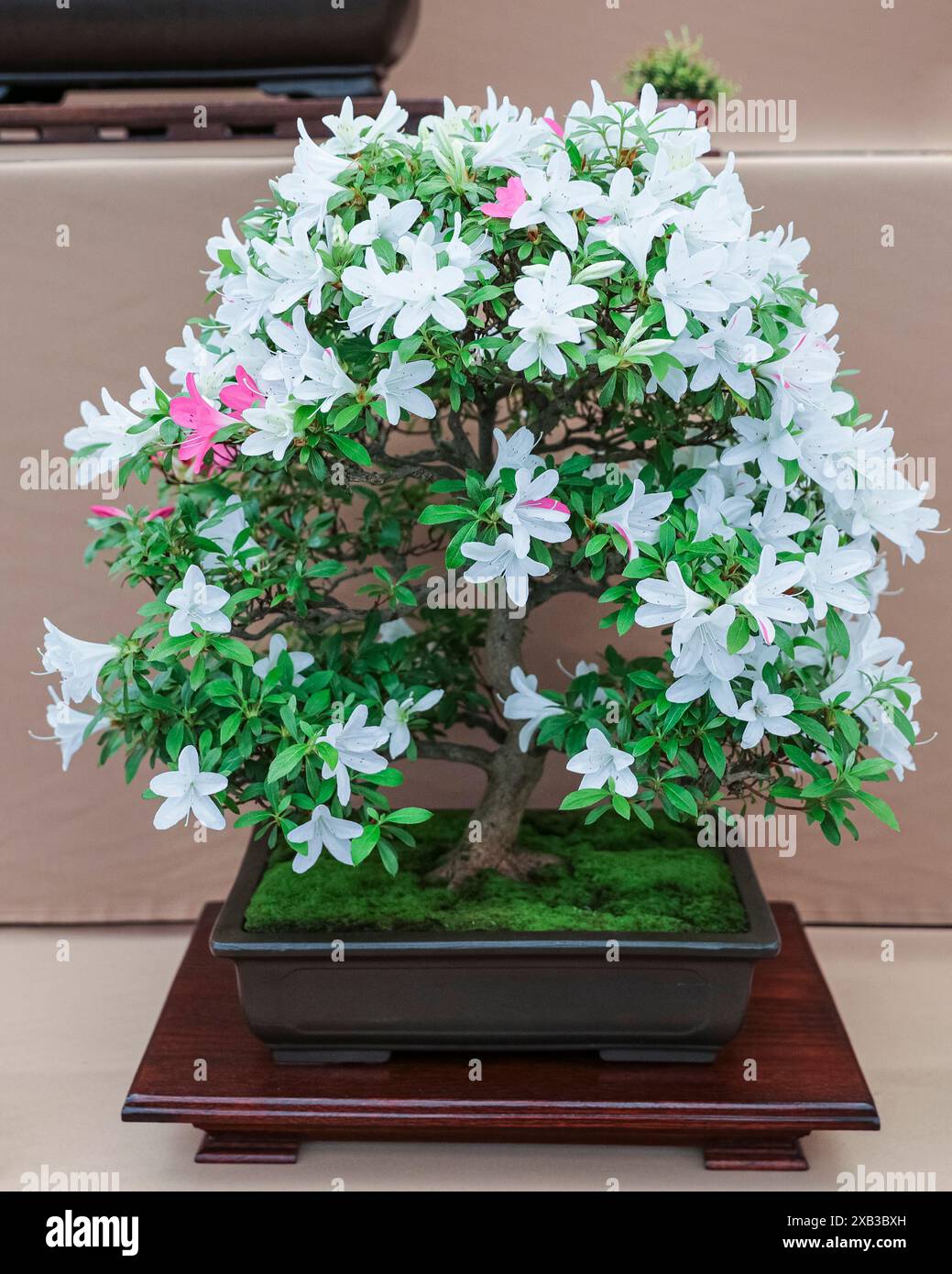 A bonsai Rhododendron indicum 'Hakirini' SATSUKI AZALEA display at RHS ...