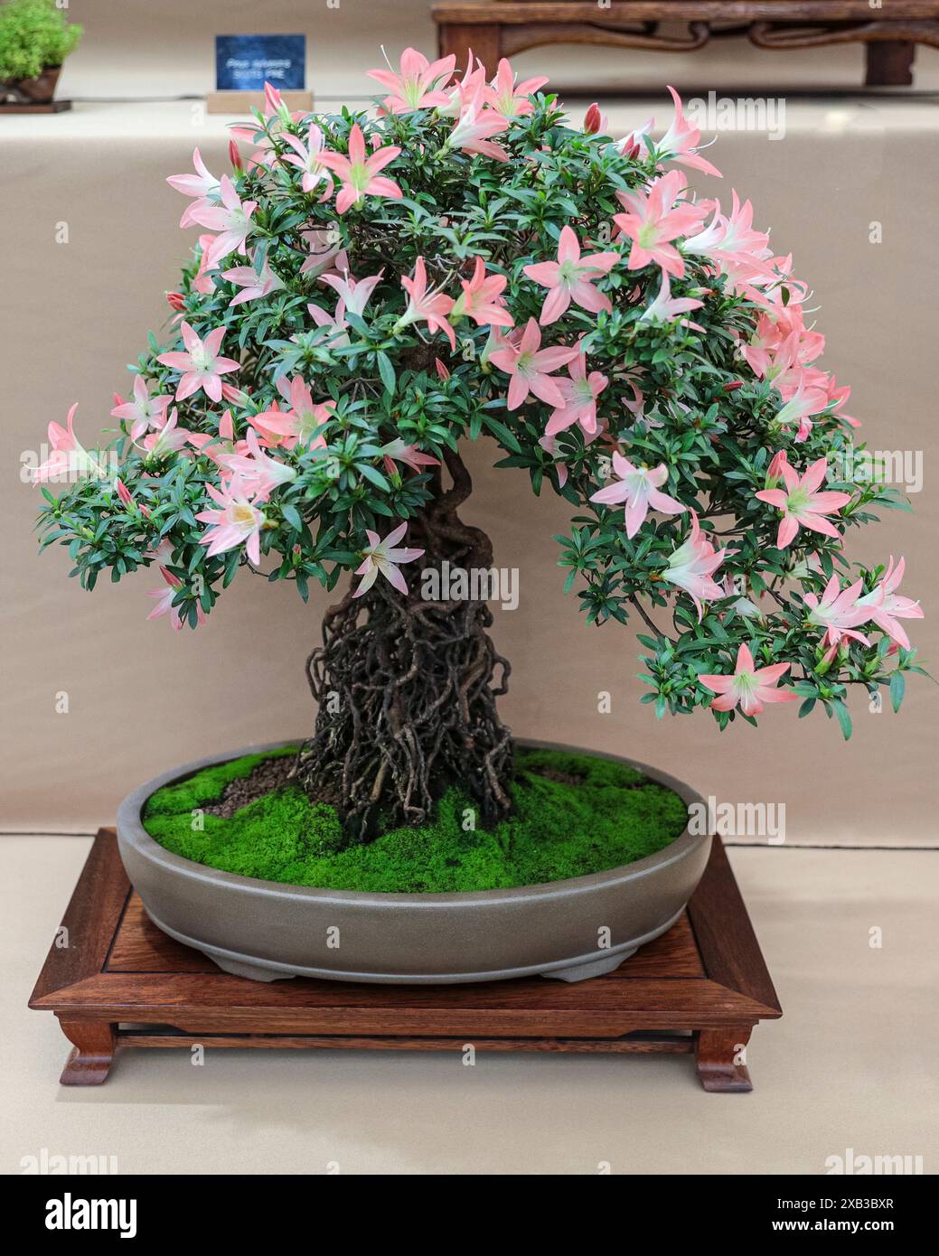 A bonsai Rhododendron indicum 'Yata-no-kagami' SATSUKI AZALEA display ...