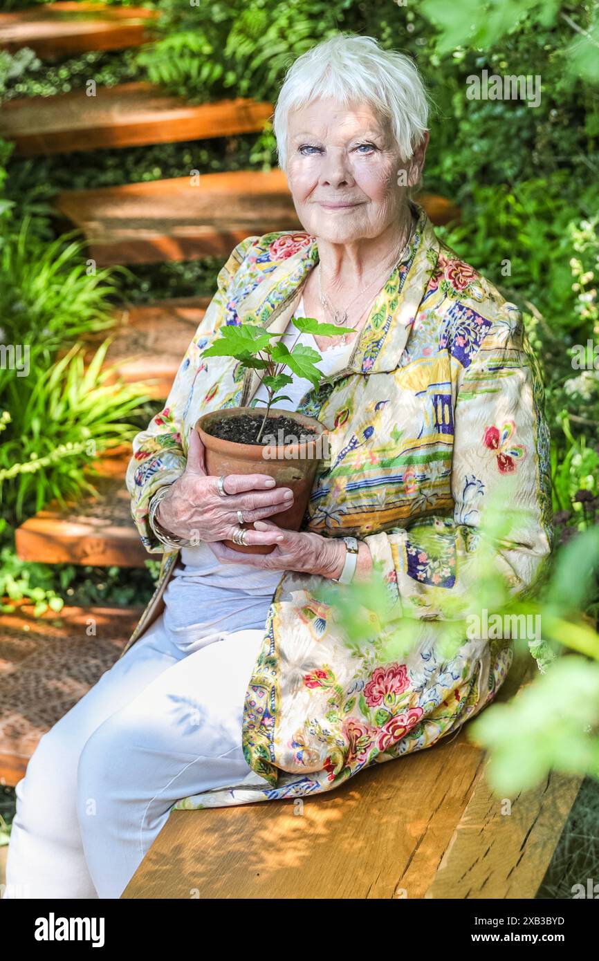 Dame Judi Dench, English actress, smiles and holds a Sycamore Gap Tree ...