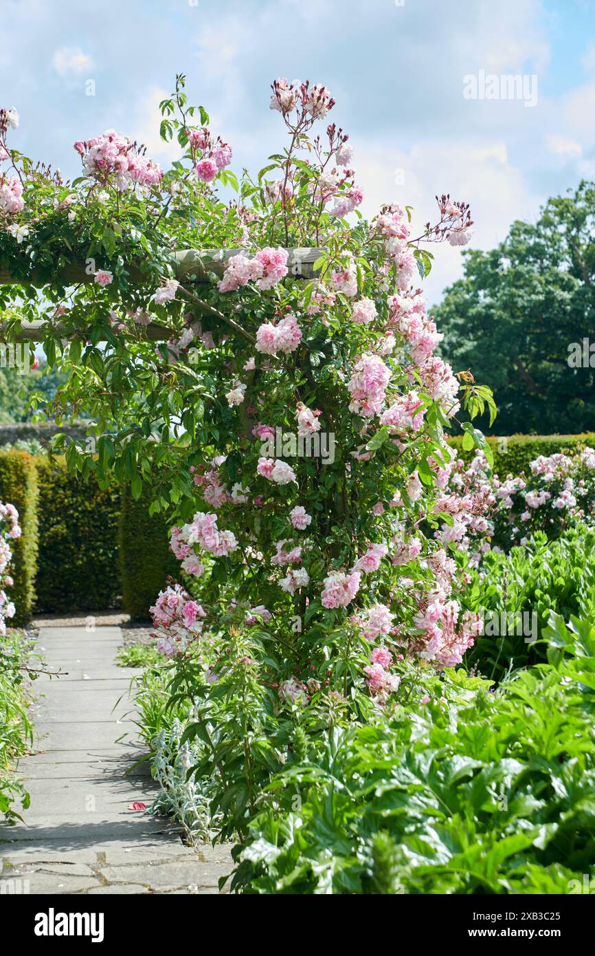 Idyllic garden pathway bordered by flowering roses and lush greenery ...