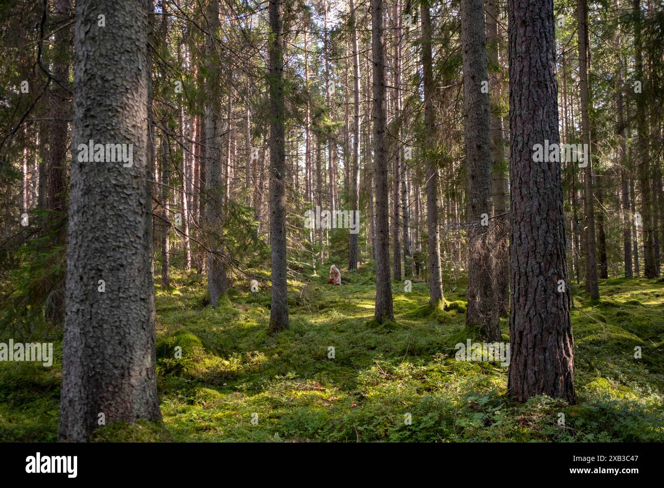 Amidst tall trees hi-res stock photography and images - Alamy