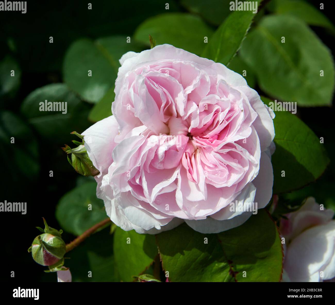 Climbing Rose "The Fairy Stock Photo - Alamy