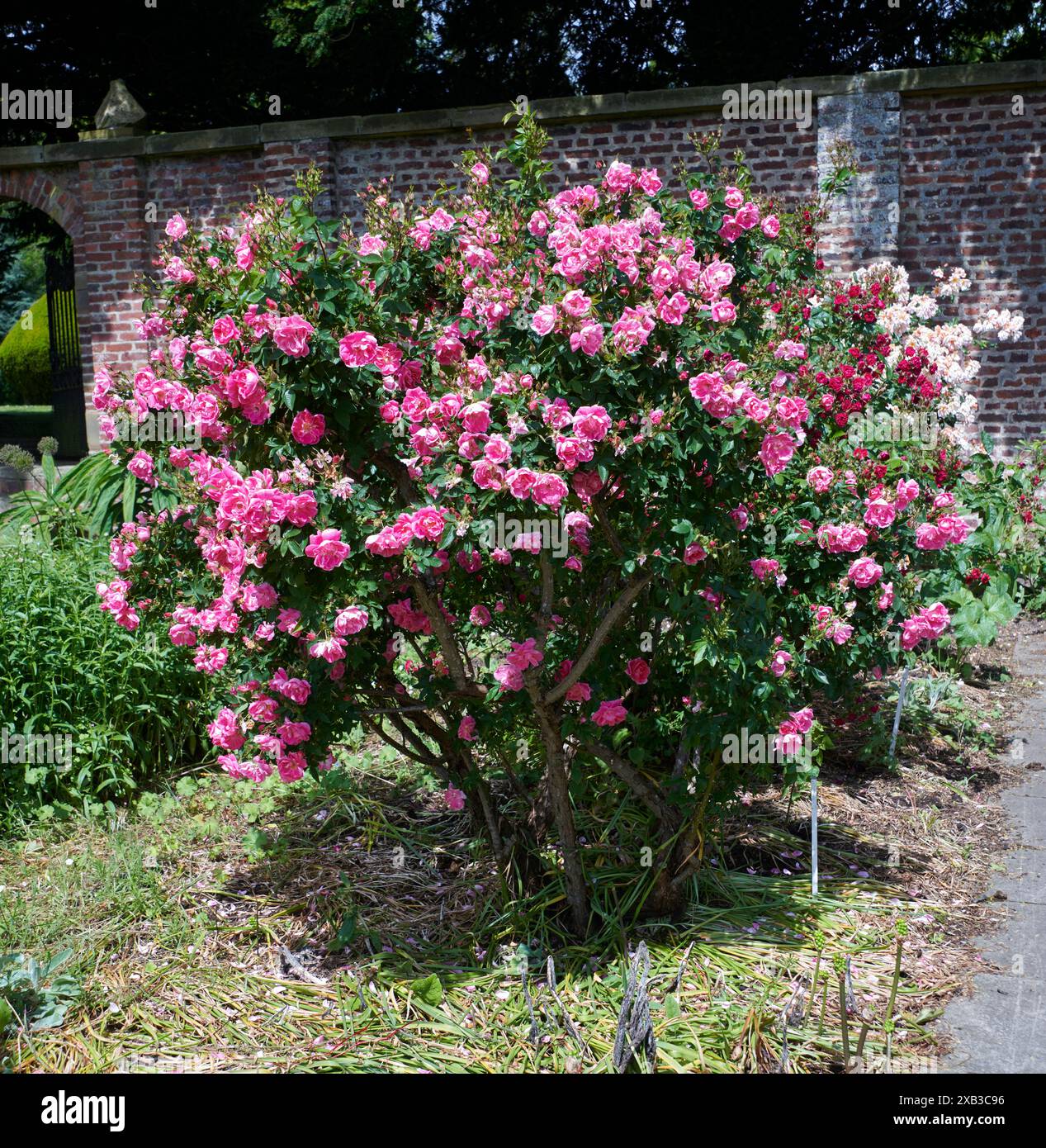 Rose William Baffin Stock Photo - Alamy