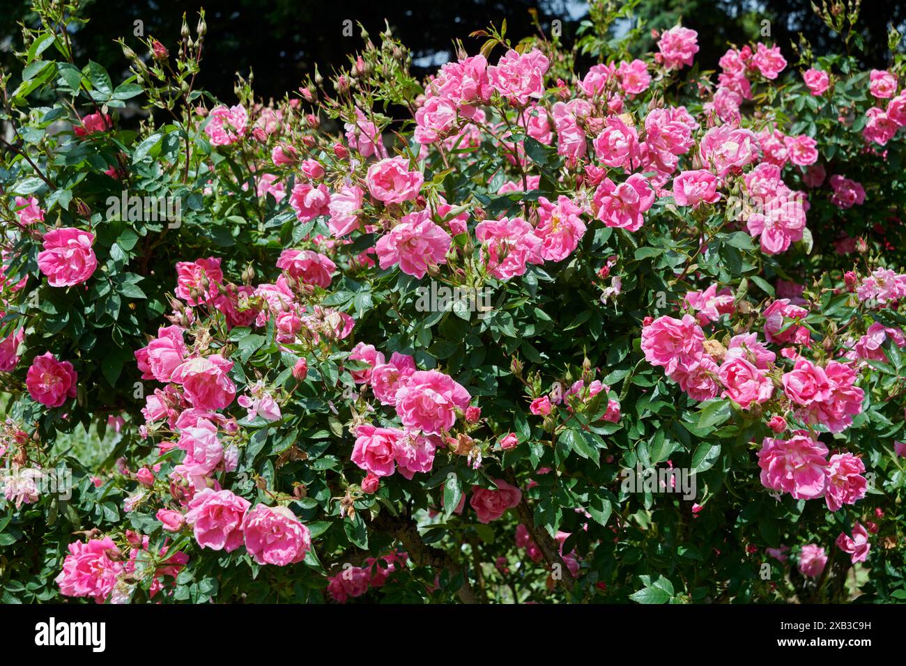 Rose William Baffin Stock Photo - Alamy