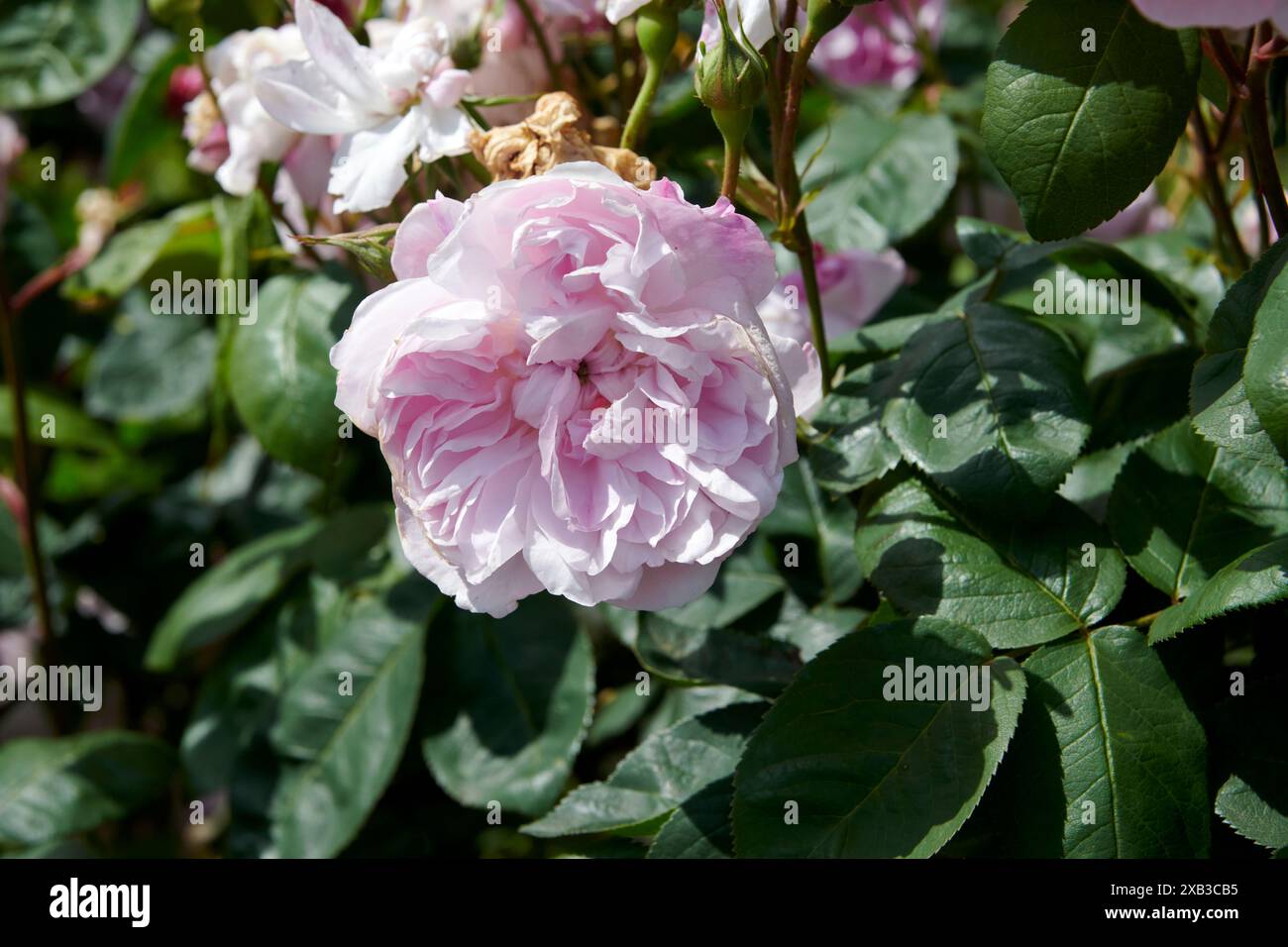 Climbing Rose "The Fairy Stock Photo - Alamy