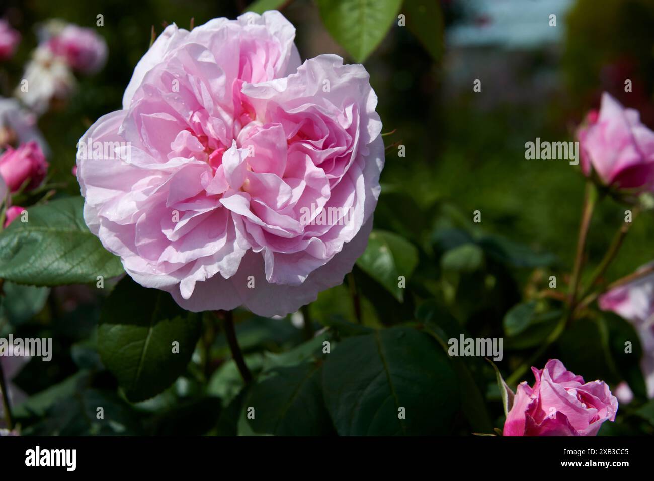 Rosa The Fairy Rose bush Stock Photo - Alamy