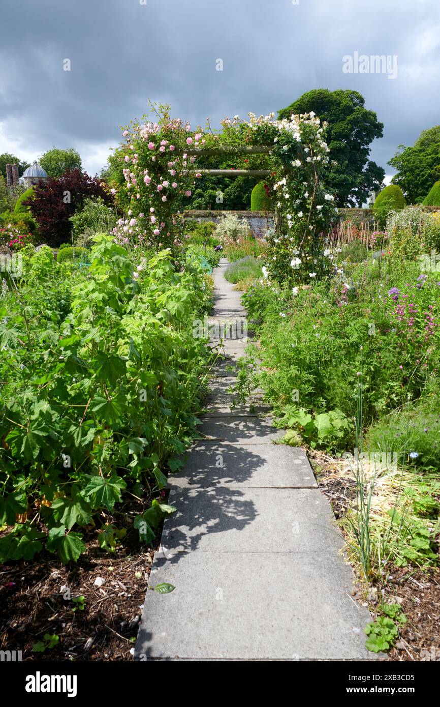 Idyllic garden pathway bordered by flowering roses and lush greenery ...