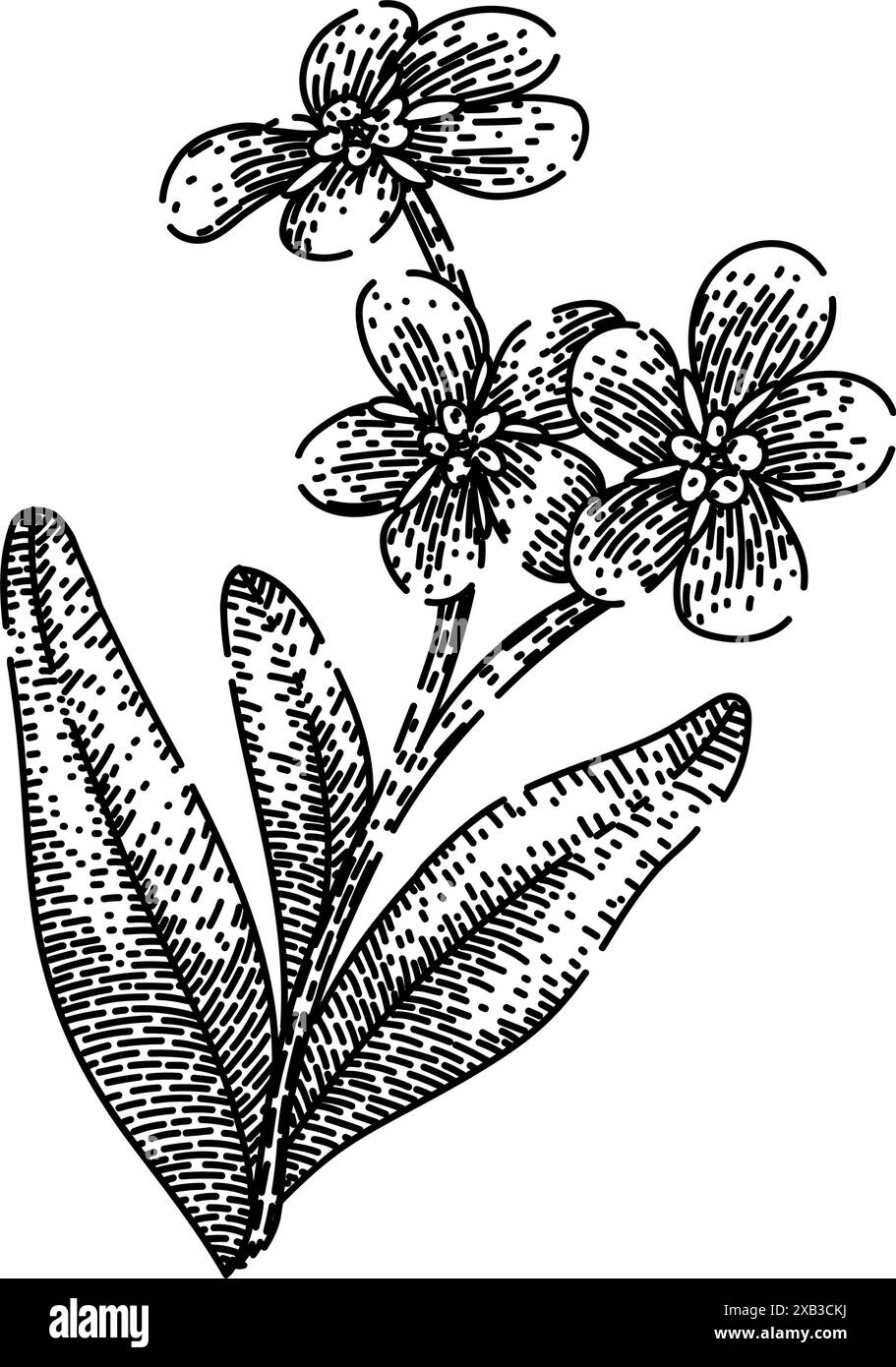 Drawing Forget Me Not Sketch Hand Drawn Vector Stock Vector Image And Art Alamy