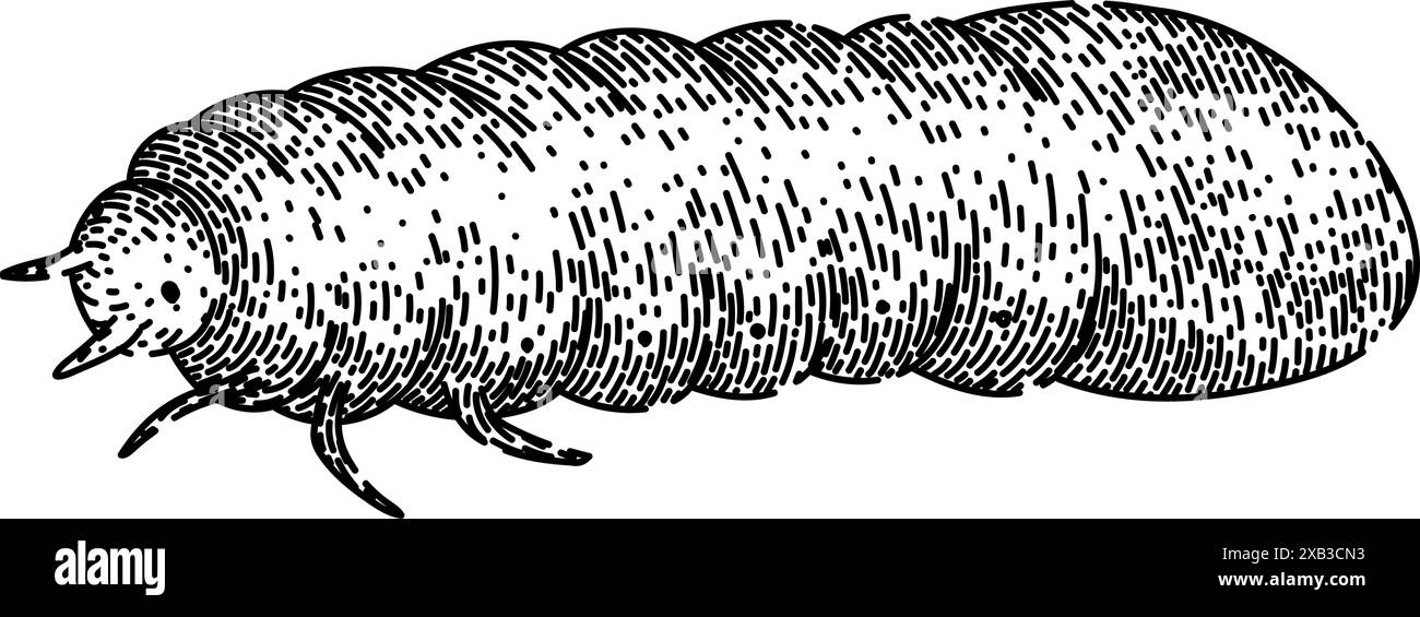 grub chafer sketch hand drawn vector Stock Vector Image & Art - Alamy
