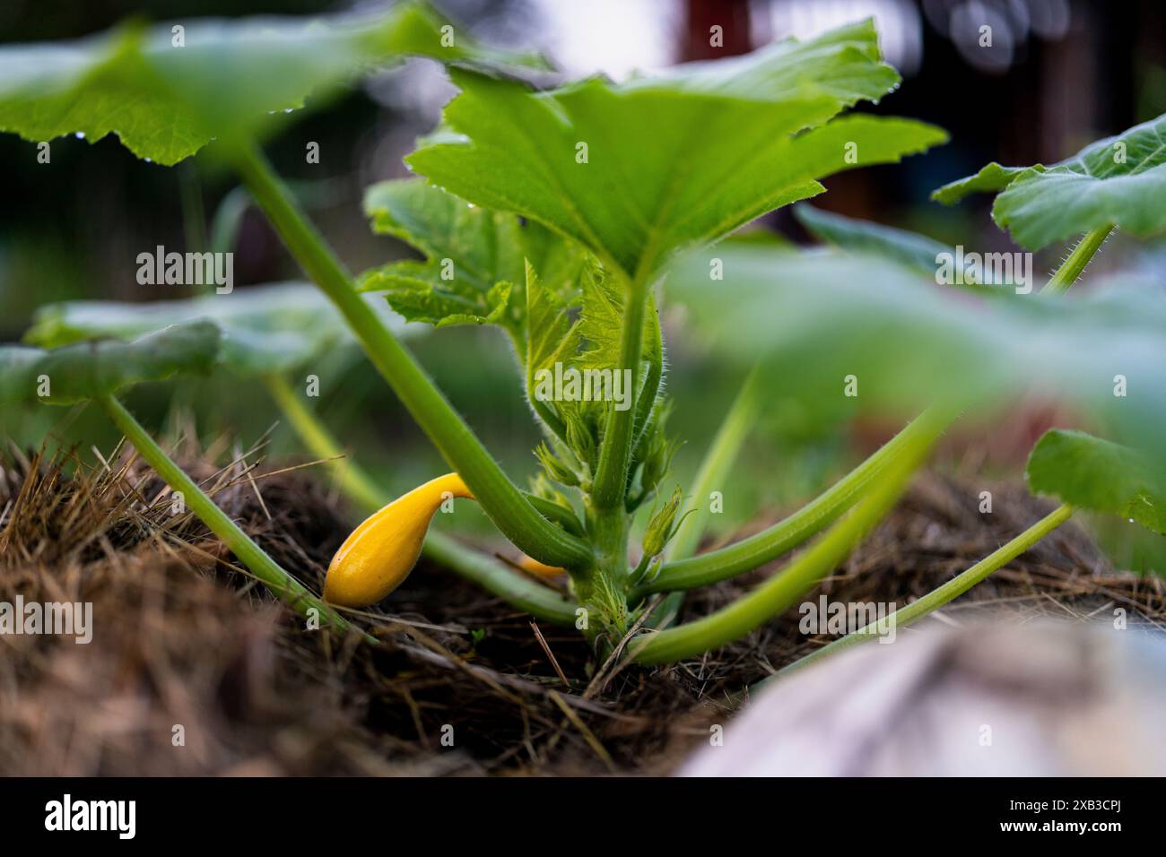 Vegetable growing on plant in farm Stock Photo - Alamy