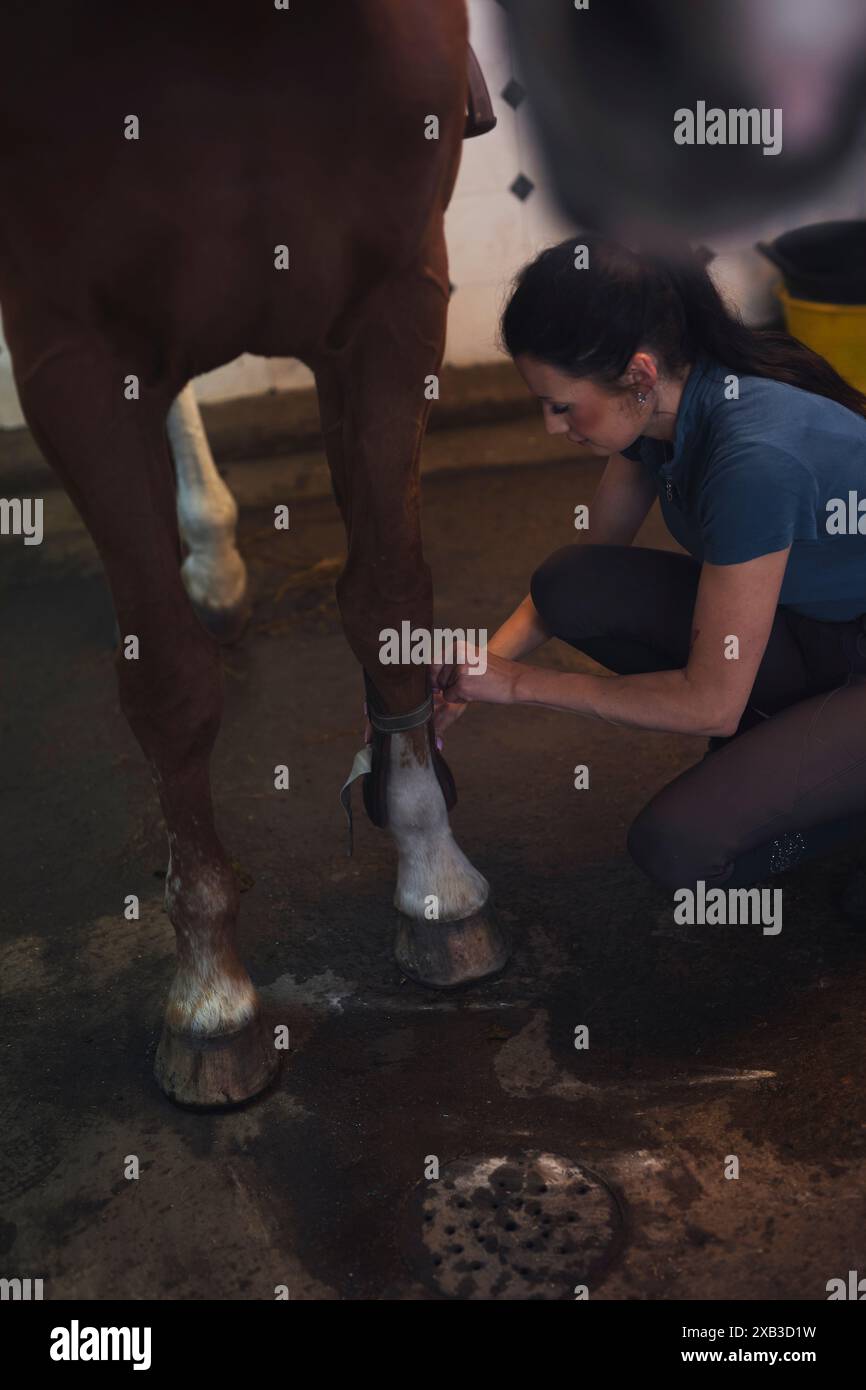 Female trainer fastening belt on horse's leg at stable Stock Photo - Alamy