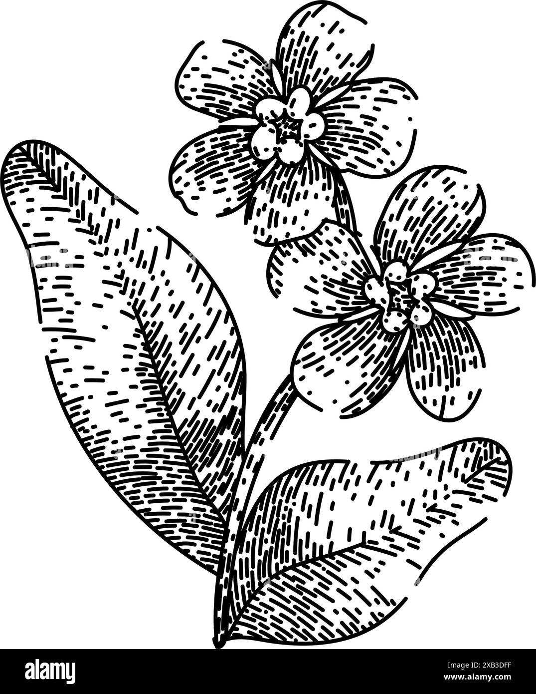 Blue Forget Me Not Sketch Hand Drawn Vector Stock Vector Image And Art Alamy