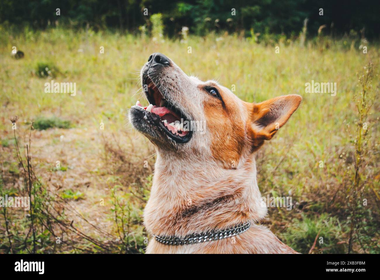 Australian Cattle Dog Stock Photo - Alamy