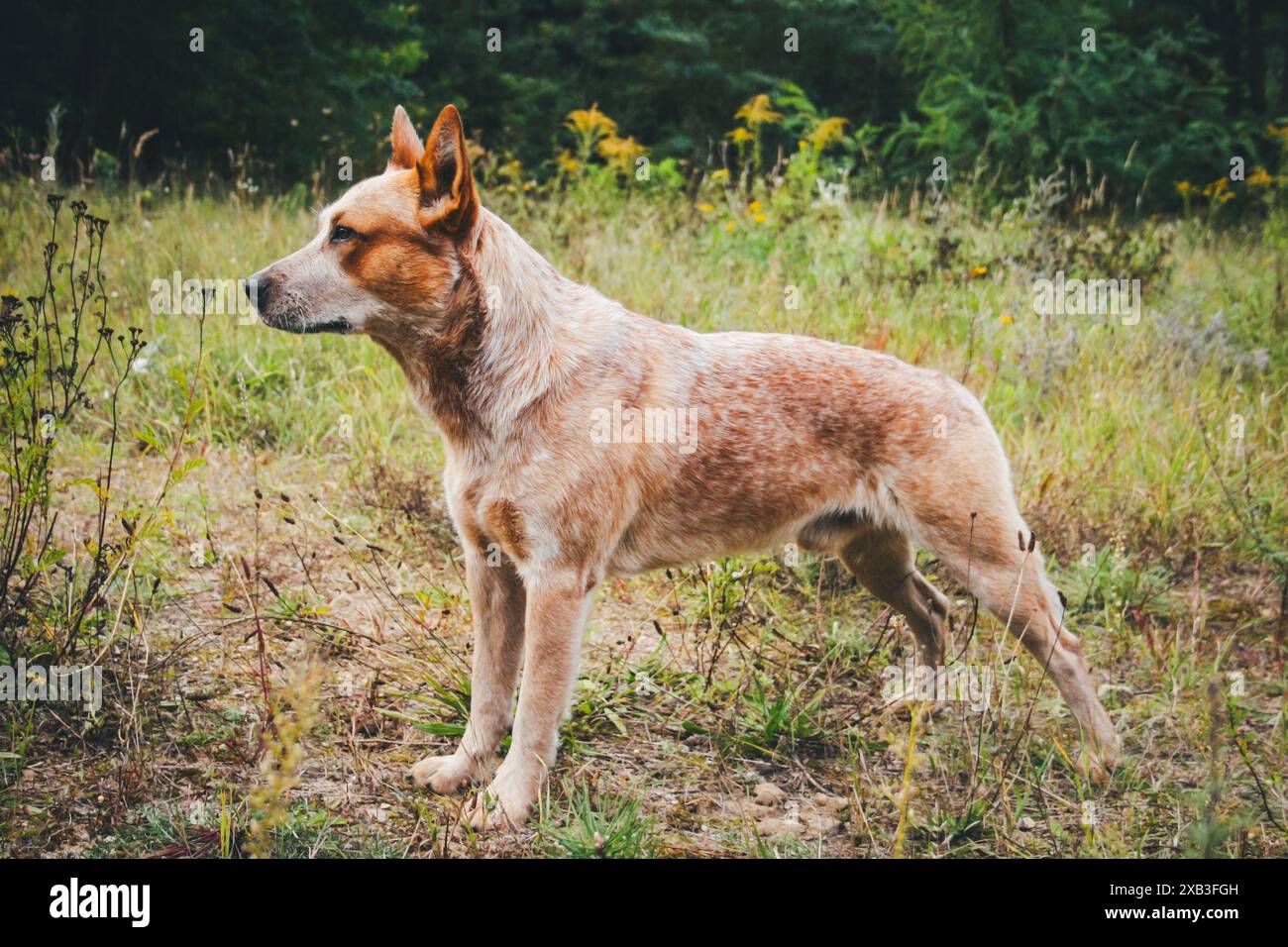 Australian Cattle Dog Stock Photo - Alamy