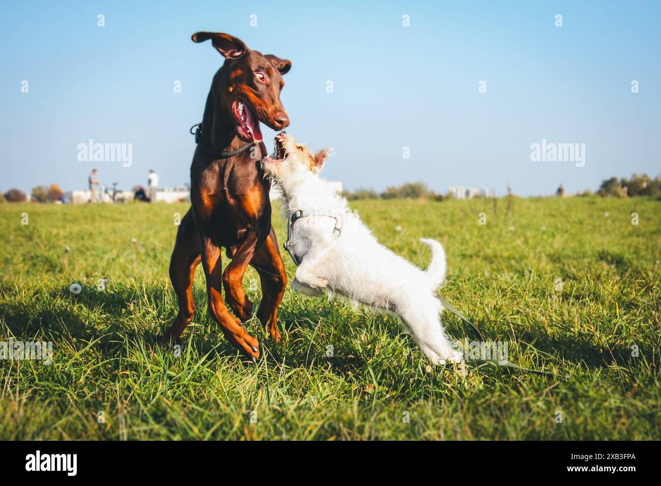 Two dog friends playing (Doberman Pinscher and Parson Russell Terrier ...