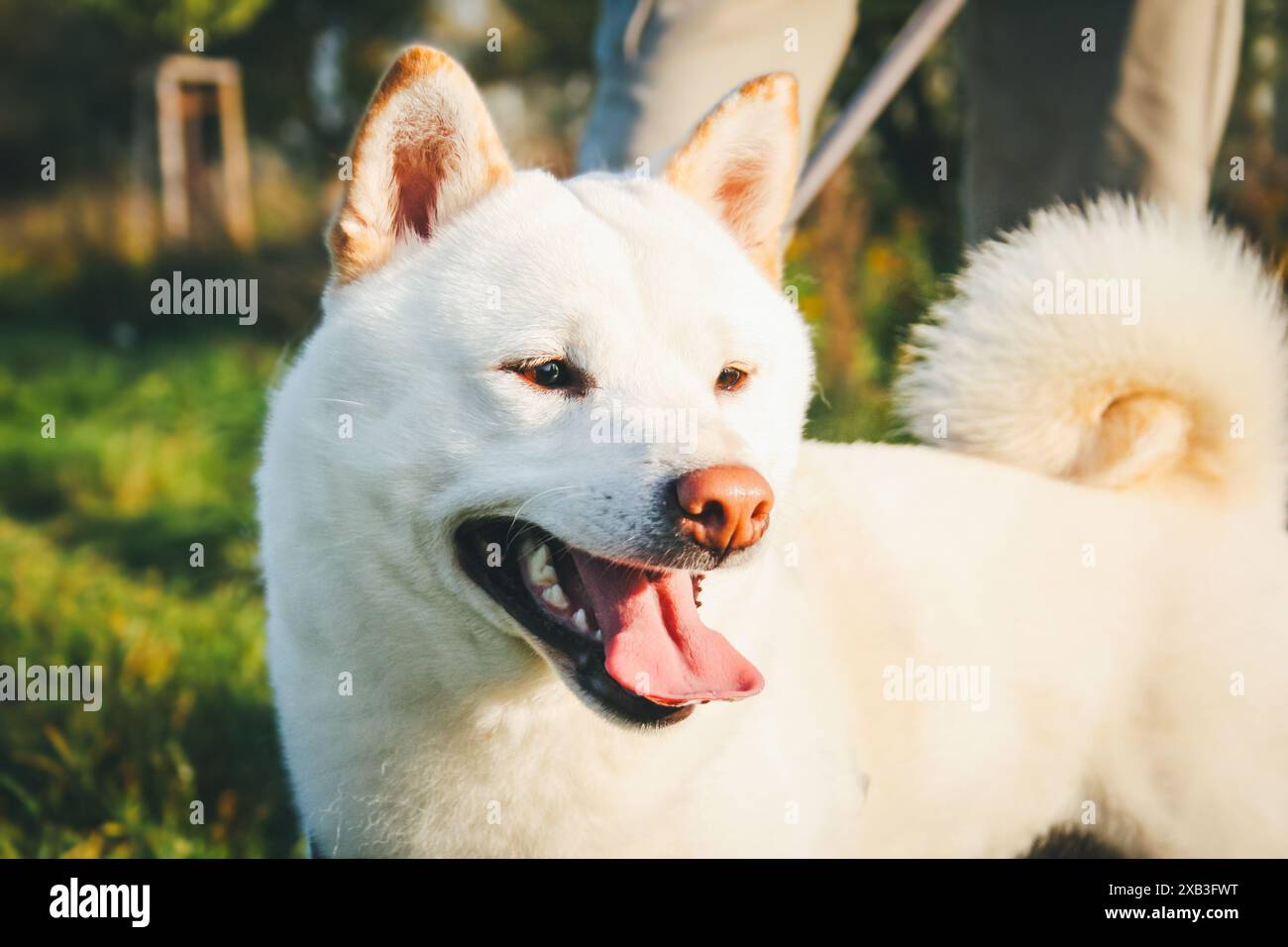 White Shiba Inu dog Stock Photo - Alamy