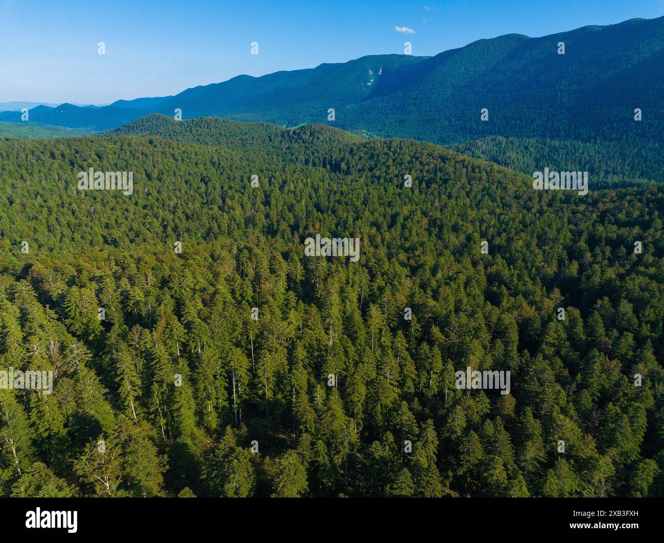 Aerial view of dense forest on the foothill of the Velebit Mountain ...