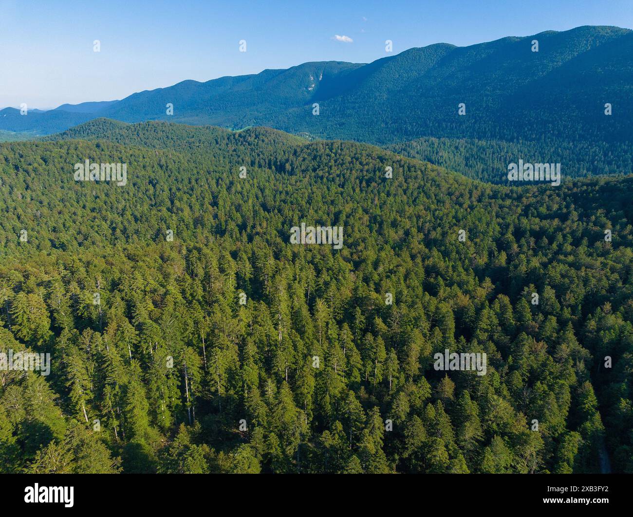 Aerial view dense forest canopy hi-res stock photography and images - Alamy
