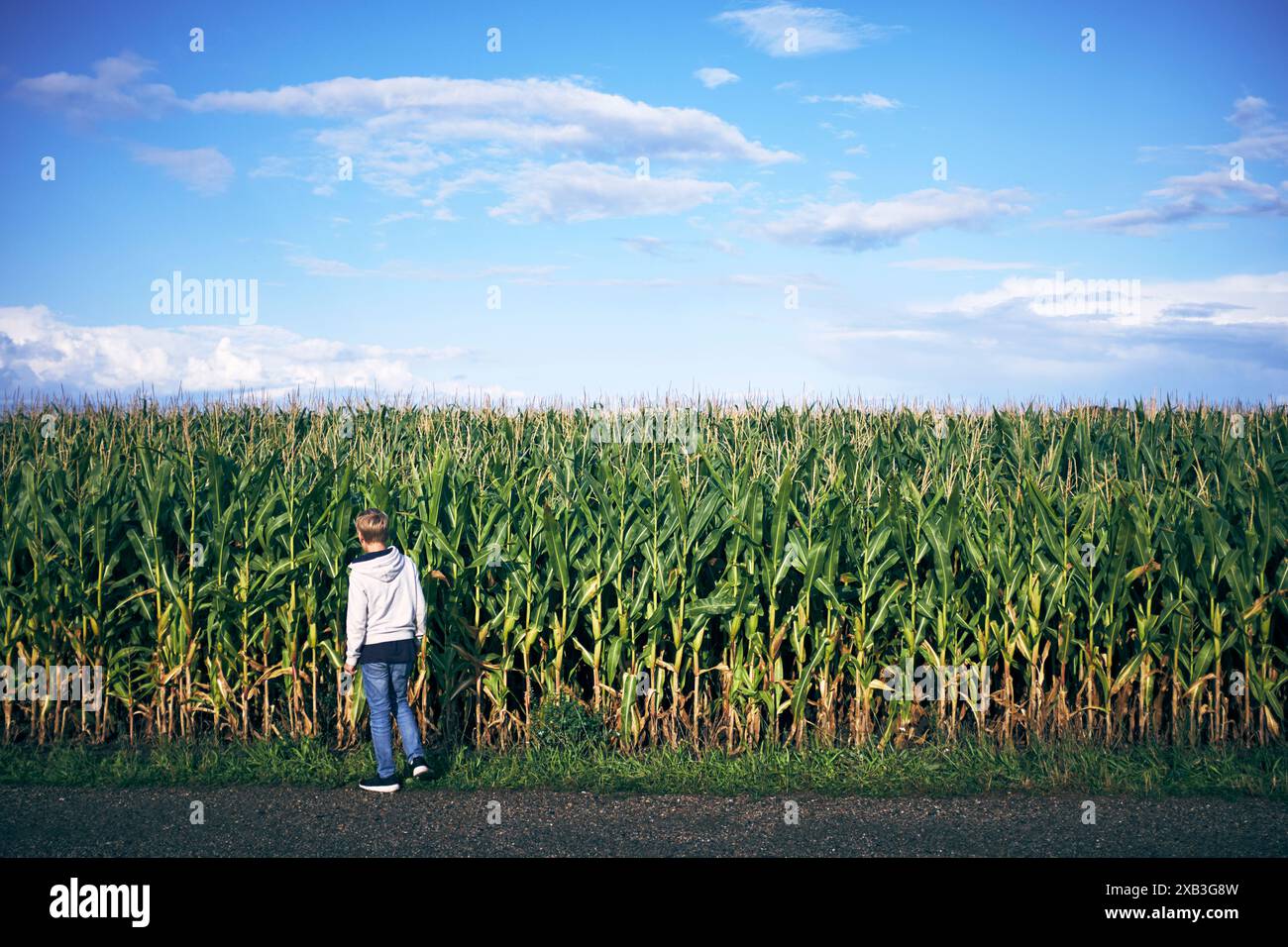 Corn field on sunny hi-res stock photography and images - Alamy