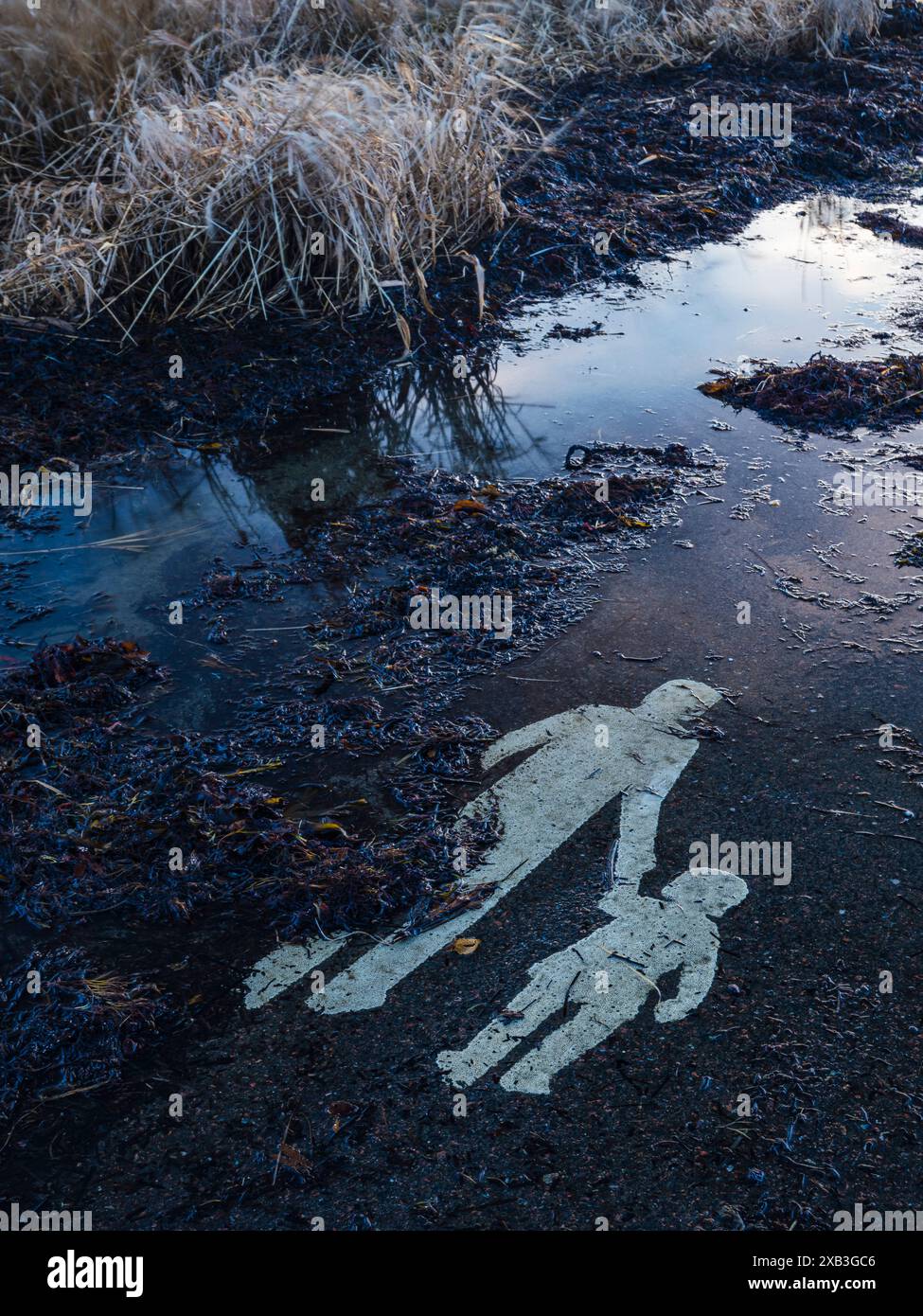 High angle view of pedestrian walkway sign on road by puddle Stock ...