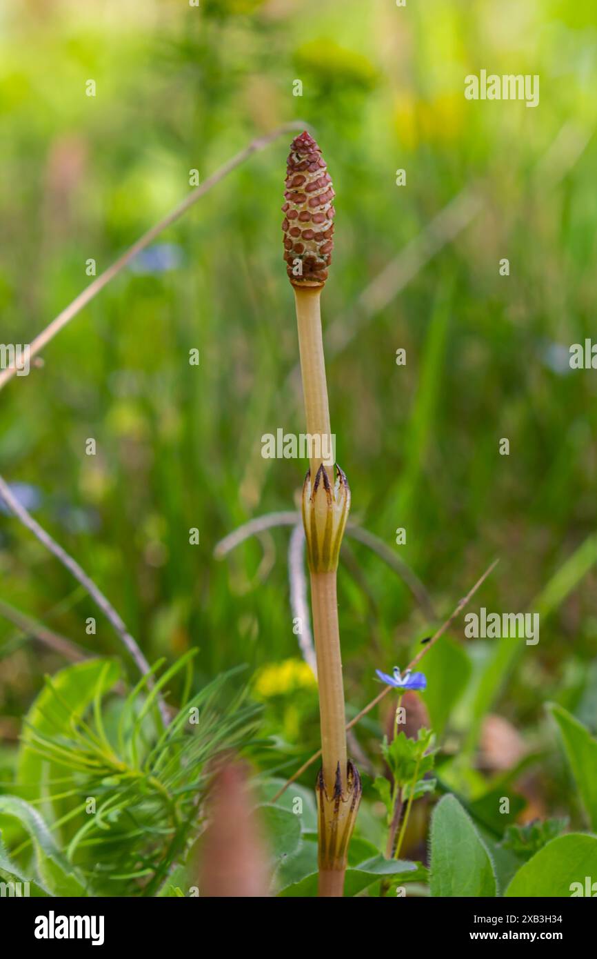 Equisetum arvense, the field horsetail or common horsetail, is an ...