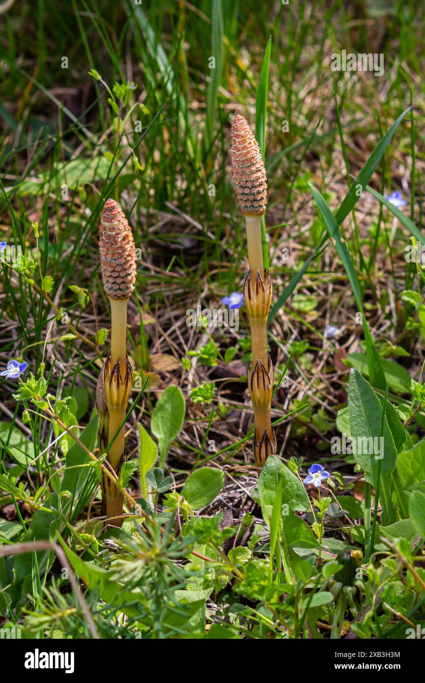 Equisetum arvense, the field horsetail or common horsetail, is an ...