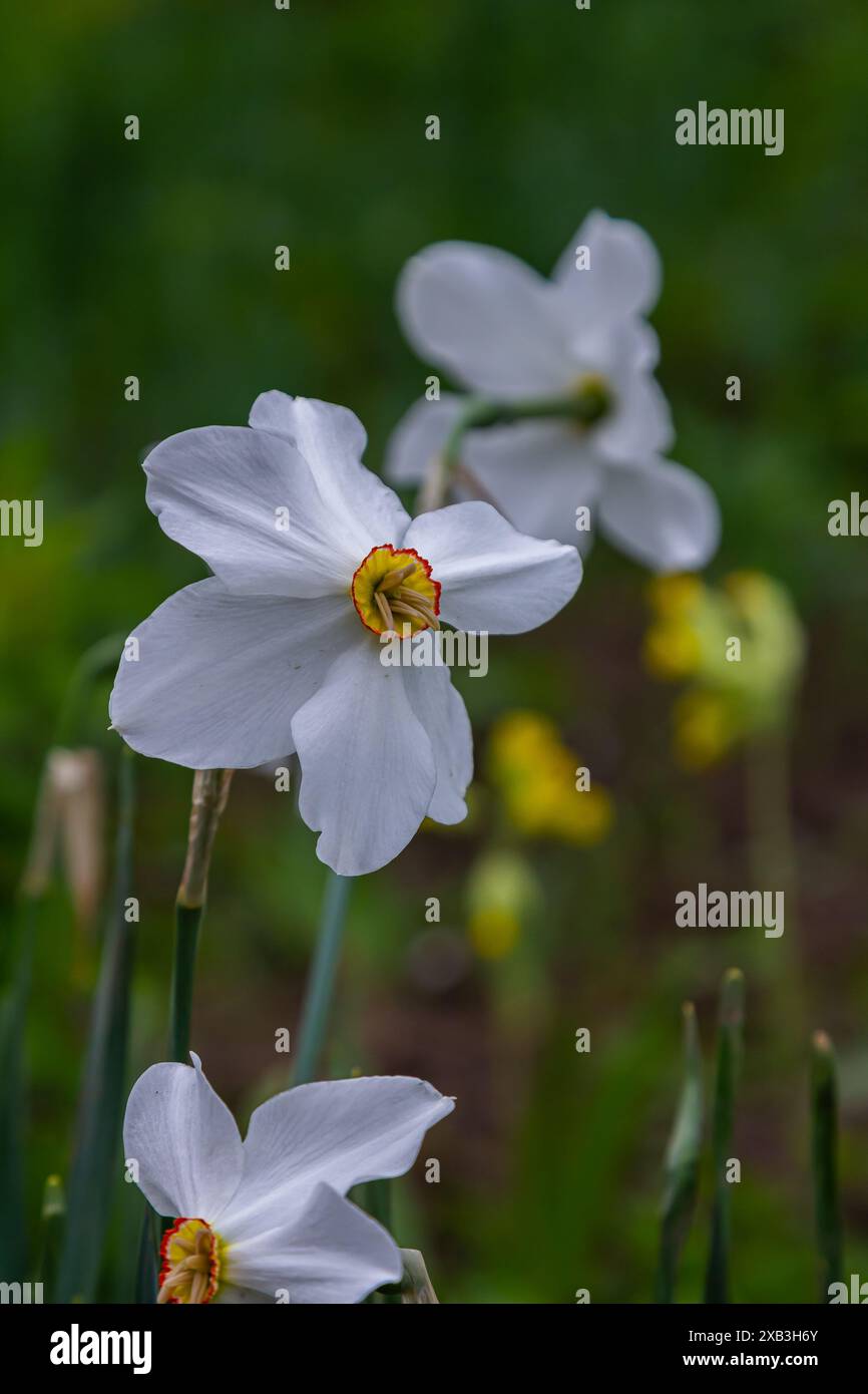 Daffodil flower Pheasant's Eye, Poeticus Narcissus, a classic white ...