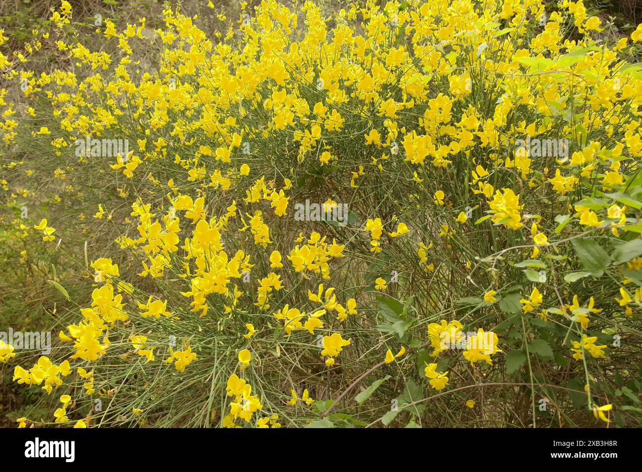 Group of yellow wild broom flowers Stock Photo - Alamy
