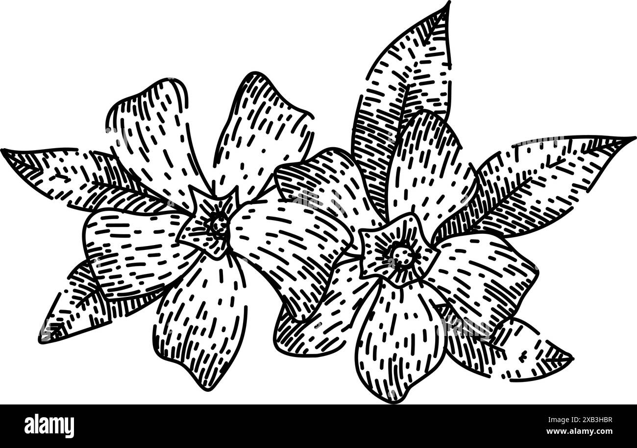 plant periwinkle sketch hand drawn vector Stock Vector Image & Art - Alamy