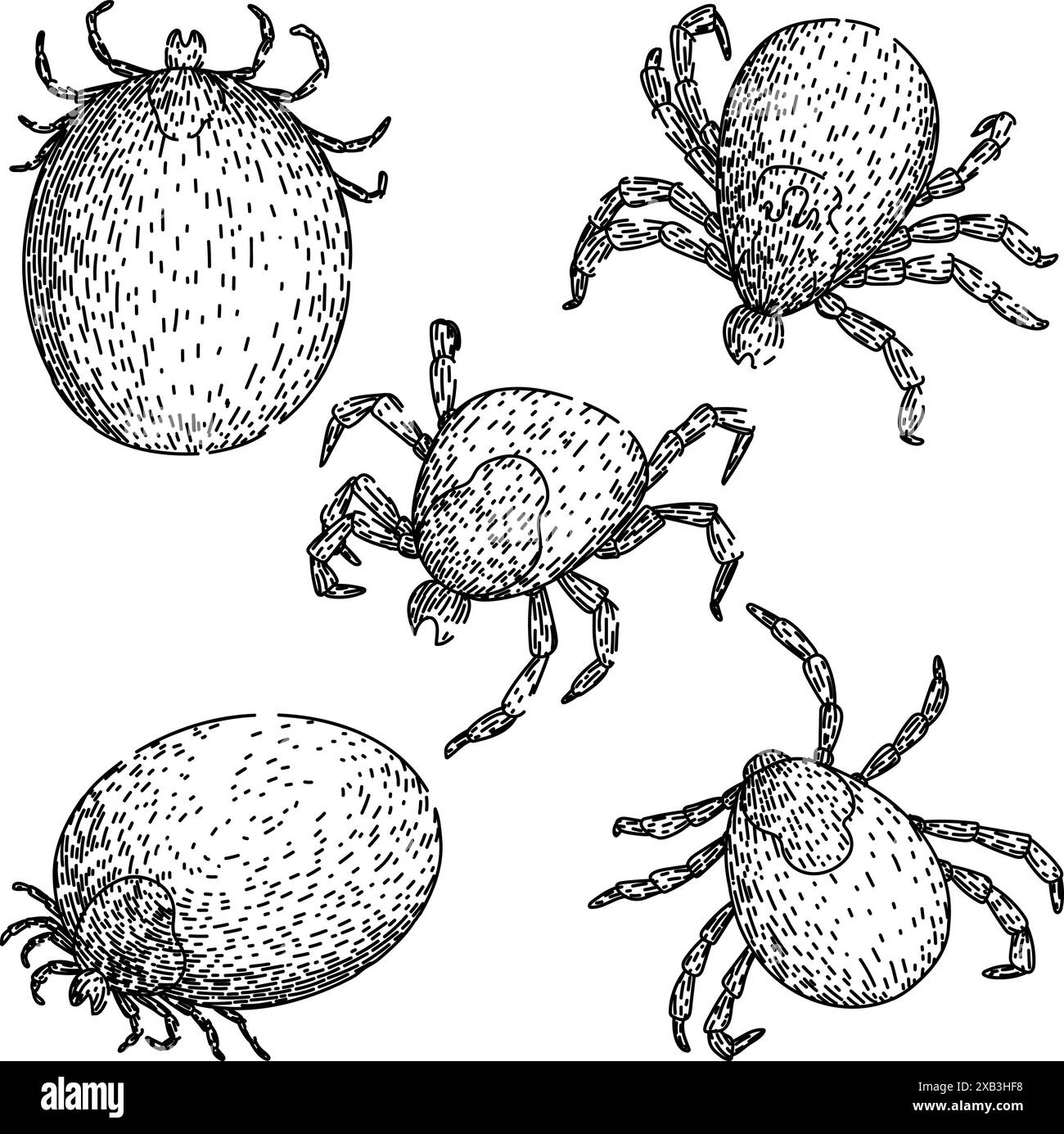 tick set sketch hand drawn vector Stock Vector Image & Art - Alamy