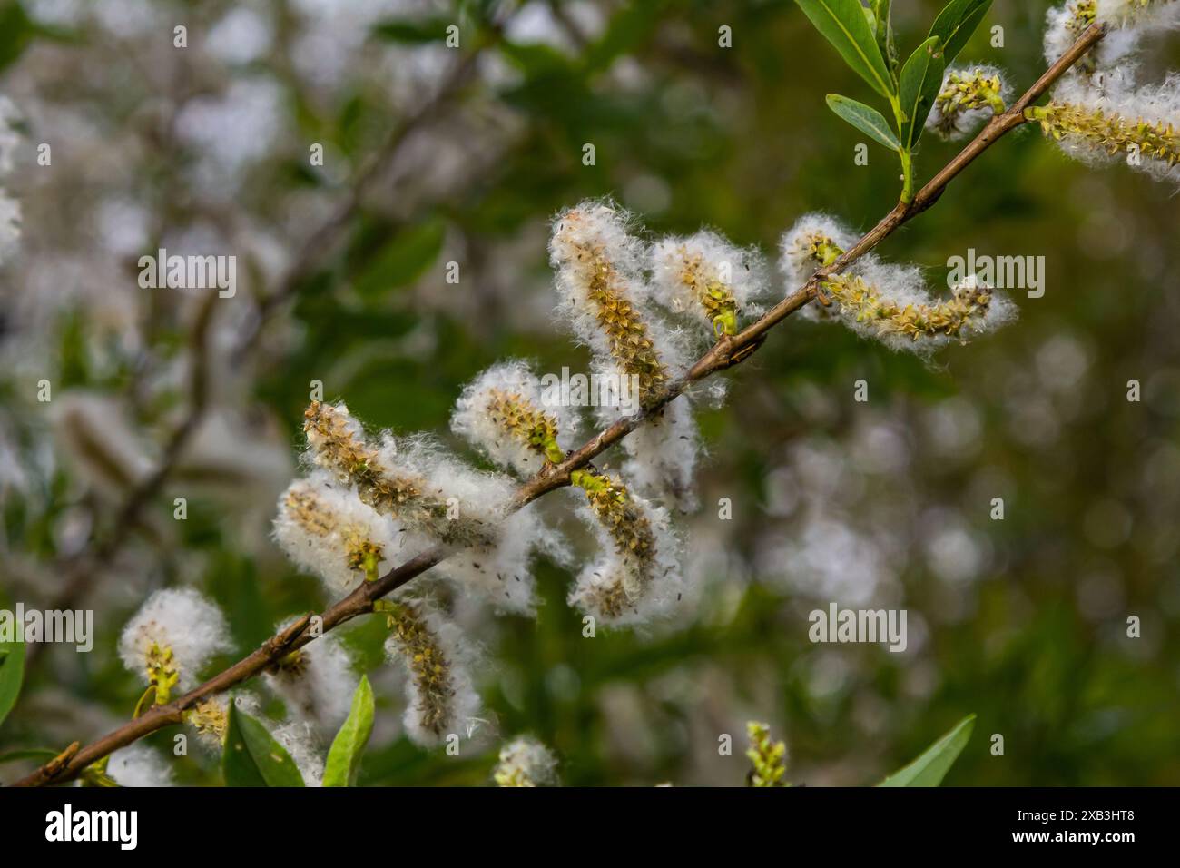Salix atrocinerea. Close-up of a jack salce branch with the mature ...