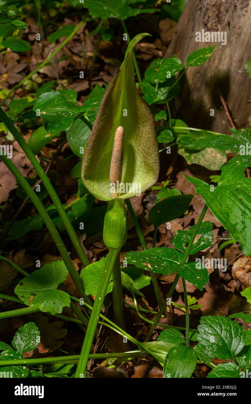 Cuckoopint or Arum maculatum arrow shaped leaf, woodland poisonous ...
