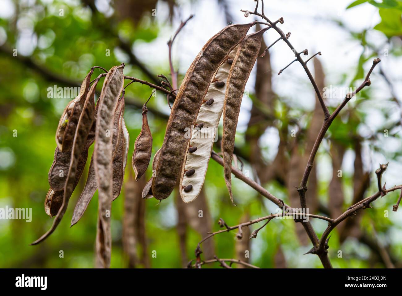 Robinia pseudoacacia, commonly known as black locust with seeds Stock ...