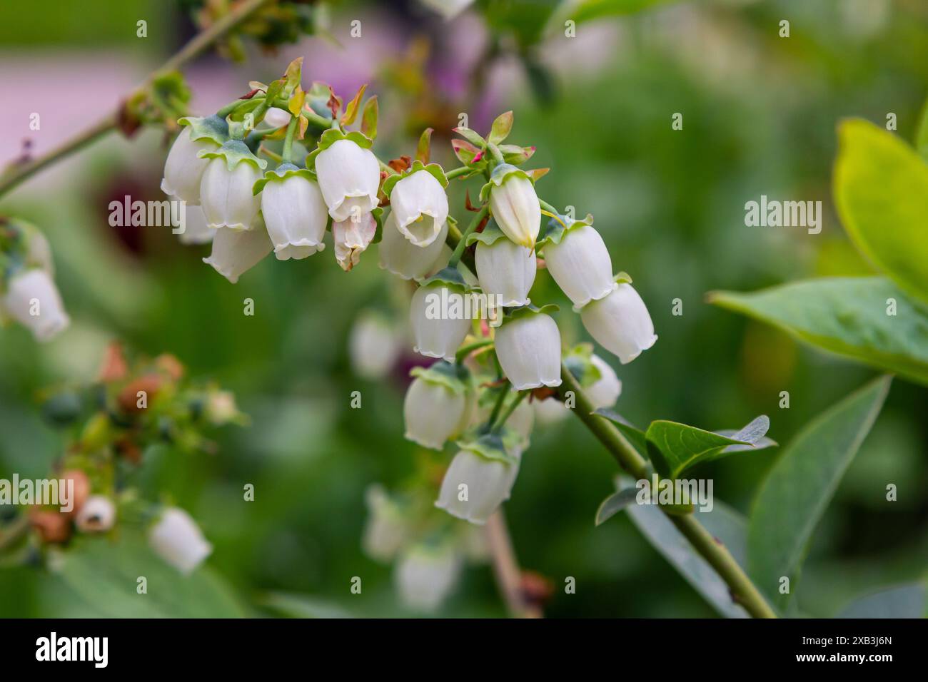 White blueberry buds on a bush. Blueberry bud twig. White flowers ...