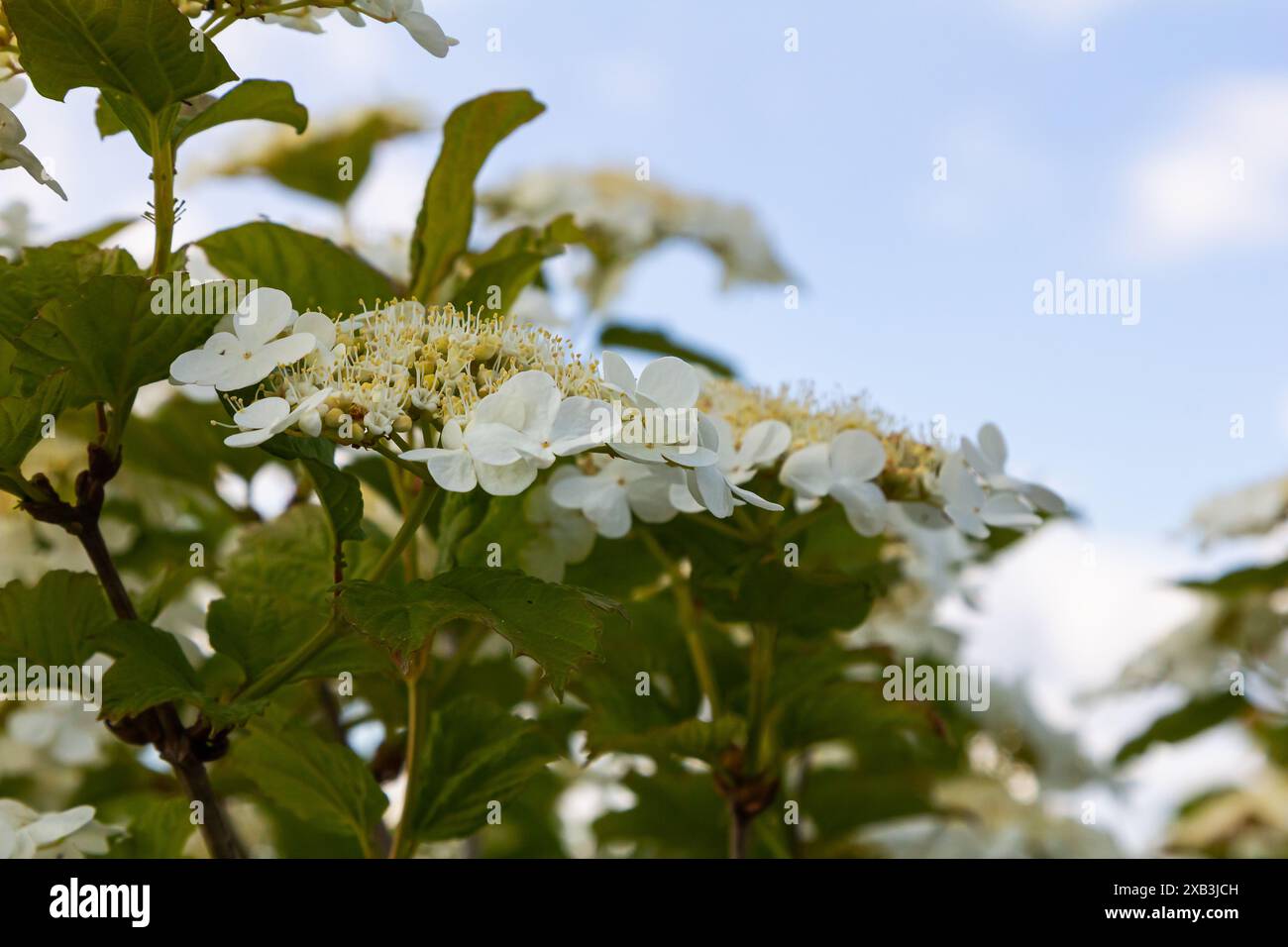 Viburnum flower in bloom. Beautiful macro shot of white flower clusters ...