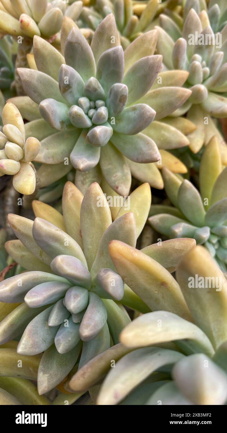 A close-up of succulent plants with fleshy, pointed leaves in shades of ...