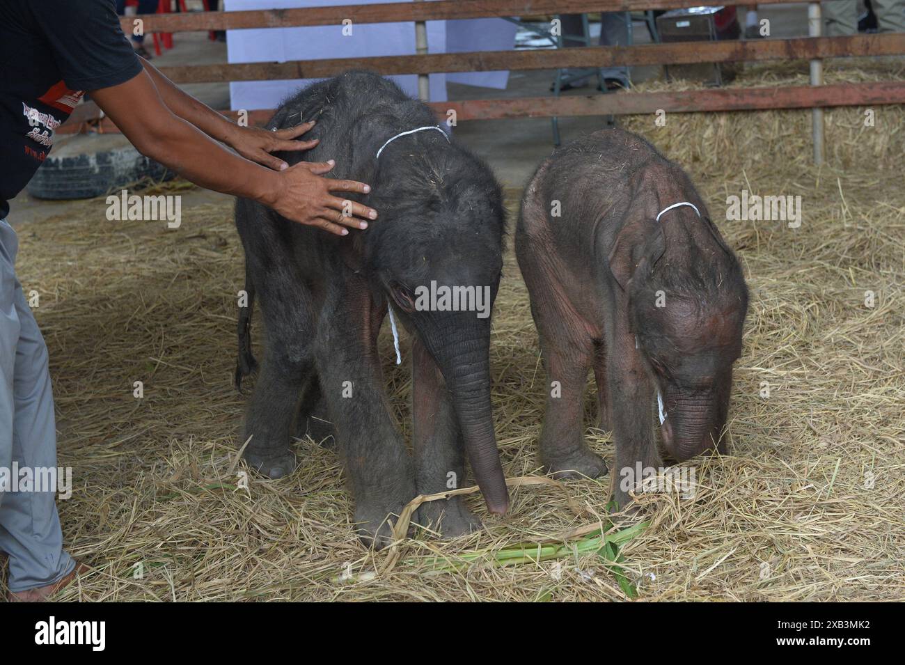Ayutthaya Province, Thailand. 10th June, 2024. Elephant babies are ...