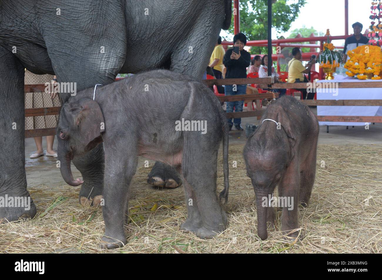 Ayutthaya Province, Thailand. 10th June, 2024. Elephant babies are ...