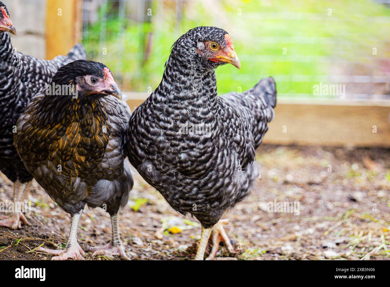 Barred plymouth rock chicken hi-res stock photography and images - Alamy