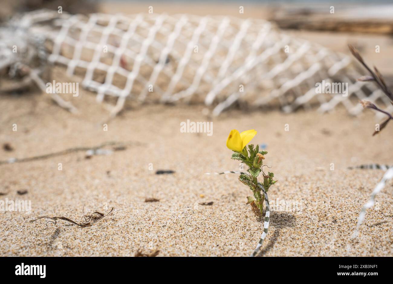 Yellow flower blooming on a sandy beach dune surrounded by plastic ...