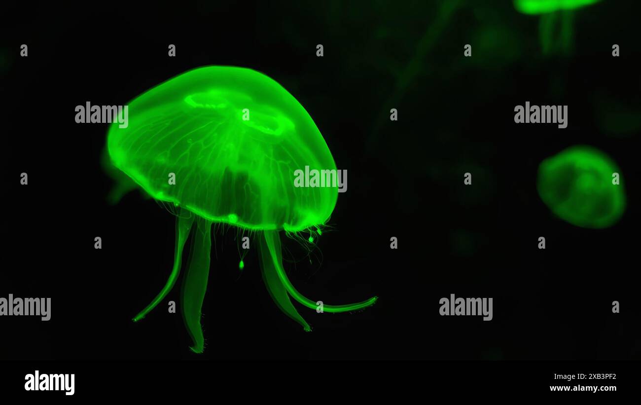 The image shows two bioluminescent green jellyfish swimming in the dark ...