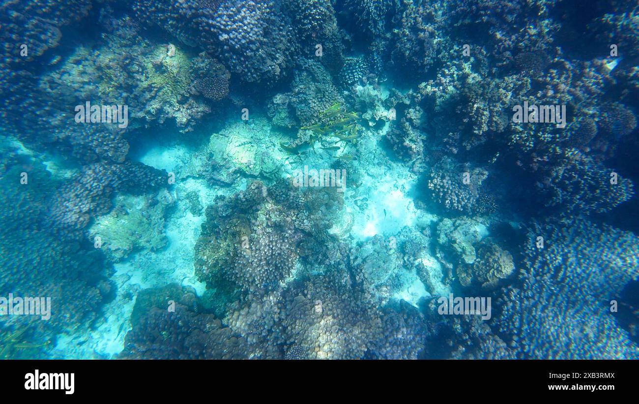 Photography of fish and corals in Oman near Muscat during spring sunny ...