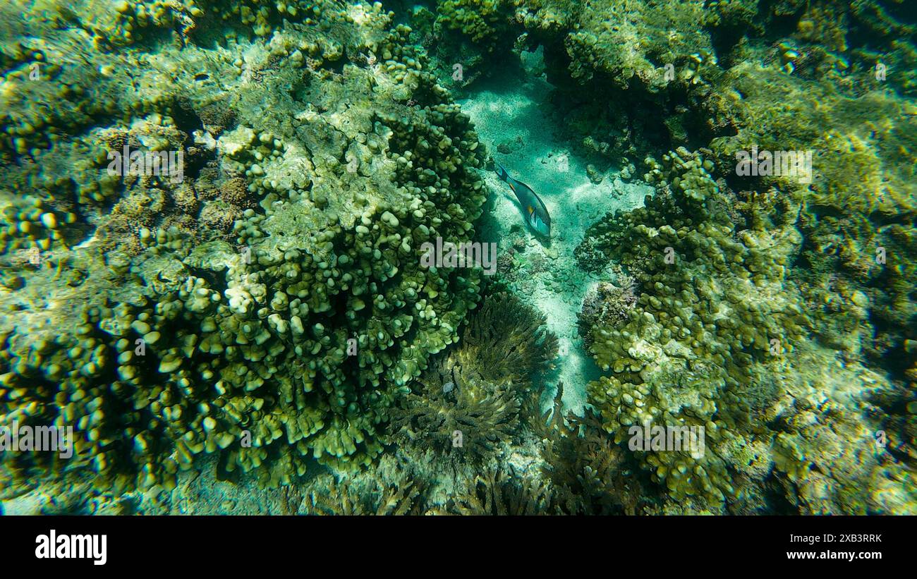 Photography of fish and corals in Oman near Muscat during spring sunny ...