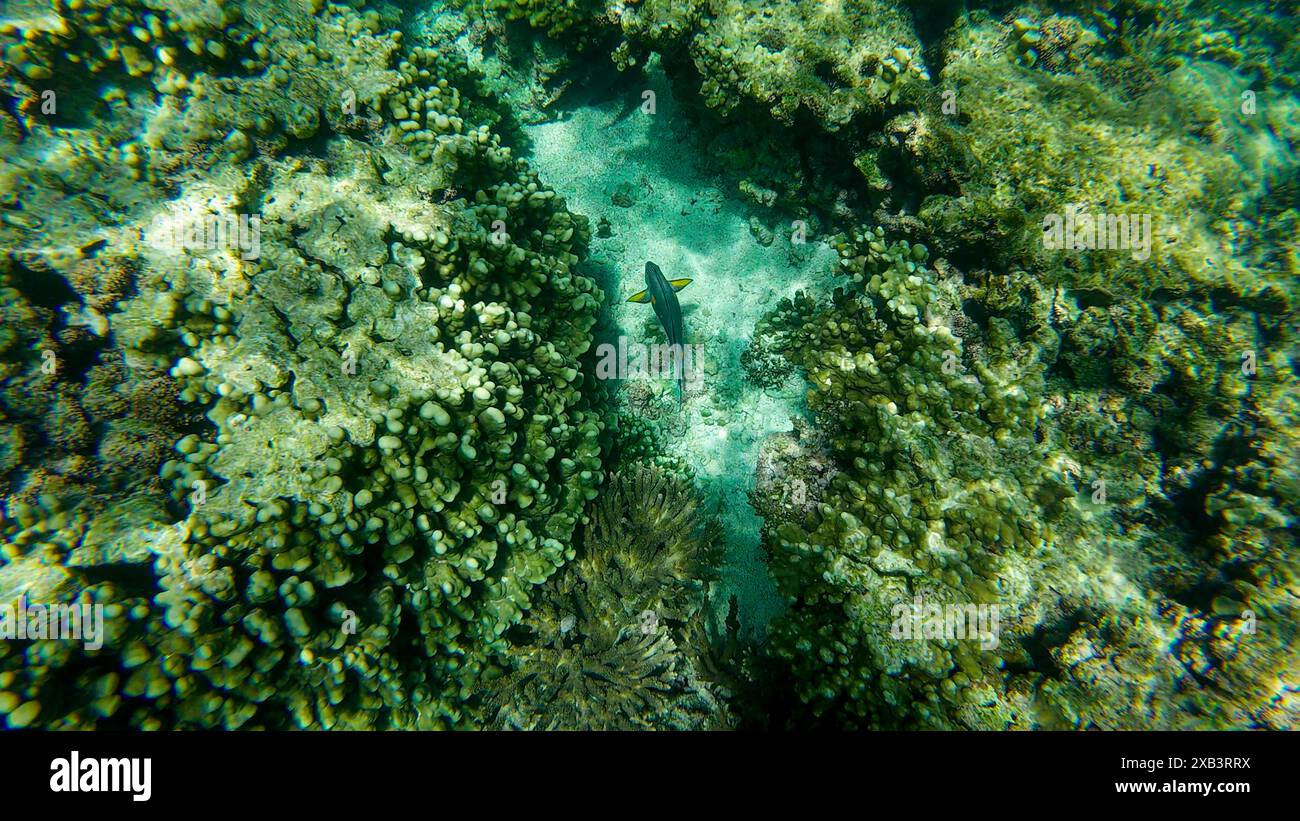 Photography of fish and corals in Oman near Muscat during spring sunny ...