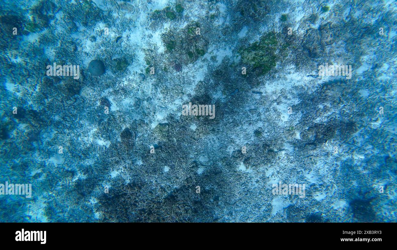 Photography of fish and corals in Oman near Muscat during spring sunny ...