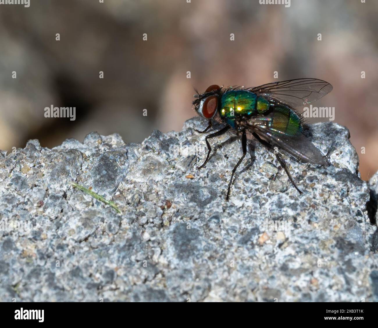 Common house fly on a piece of concrete Stock Photo - Alamy